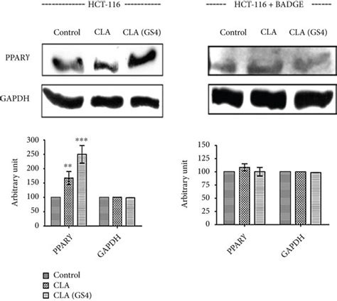 biohydrogenation derived cla of probiotic gs4 induced pparγ in hct 116