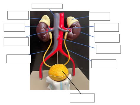 Biol 244l Quiz 4 Diagram 11 Diagram Quizlet