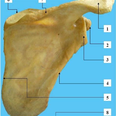Coracoid Process Of Scapula