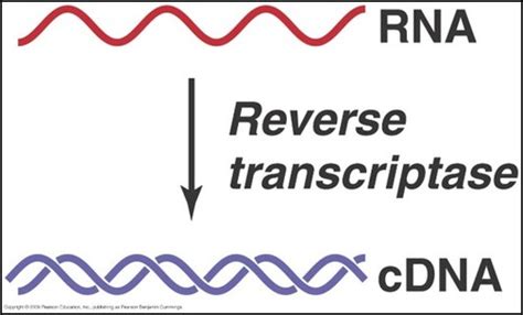 Hiv Reverse Transcriptase Flashcards Quizlet