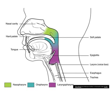 Unit 4 Lecture Notes And Powerpoint Flashcards Quizlet Unit 4 Lecture Notes And Powerpoint Flashcards Quizlet