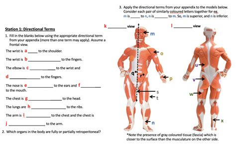 Diagram Of Lab 1 Station 1 Directional Terms Quizlet