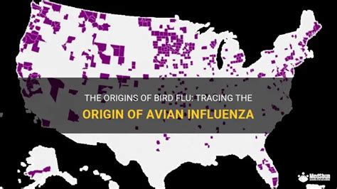 The Origins Of Bird Flu Tracing The Origin Of Avian Influenza Medshun