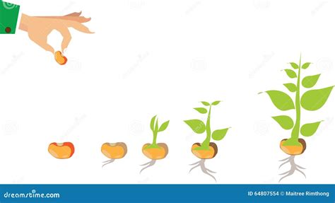 Stages Of Growth Of Plant And Seed To Tree Stock Illustration Image 64807554