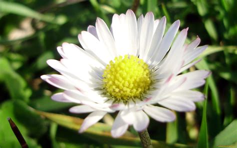 Обои Цветы Ромашки обои для рабочего стола фотографии цветы ромашки Обои для рабочего стола