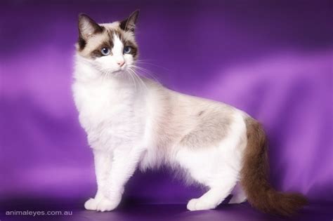 Рэгдолл виды окрасов картинки и фото Koshka Top