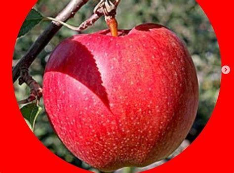 21 დან 45 000 დოლარამდე რომელია 10 ყველაზე ძვირად ღირებული ხილი მსოფლიოში Bpn Ge