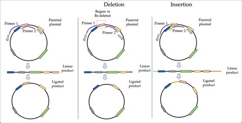 Site Directed Mutagenesis Sdm Introduction Methods Applications Sciencevivid