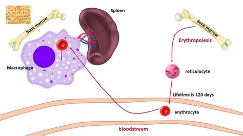 Synthesis And Release Of Bilirubin