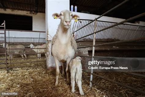 Sheep Pox Photos And Premium High Res Pictures Getty Images