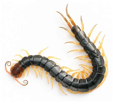 Scolopendra Subspinipes Entomophagy Wiki Fandom