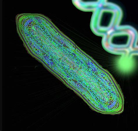 Logran Que Una Bacteria Cutánea Combata El Acné Noticias De La