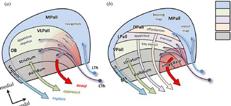 Parcellation Of The Forebrain In Anamniotes A And Amniotes B In