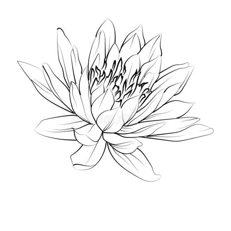 Lily Pad Water Lily Drawing Simple Lily Pad Drawing Simple Easy Water Lily Drawing Minimalist