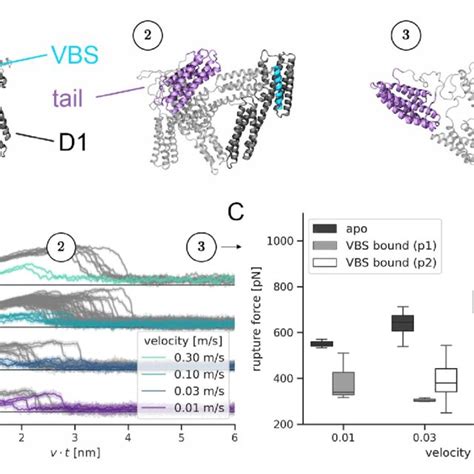 Talin Binding Weakens The Vinculin Head To Tail Interaction A Download Scientific Diagram
