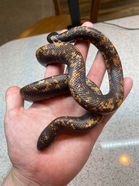 Long Term Captive Calabar Burrowing Python More Python By Nortex Reptile Morphmarket