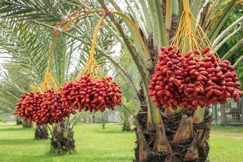 How To Grow Palm Trees From Seeds Detailed Instructions Plantglossary