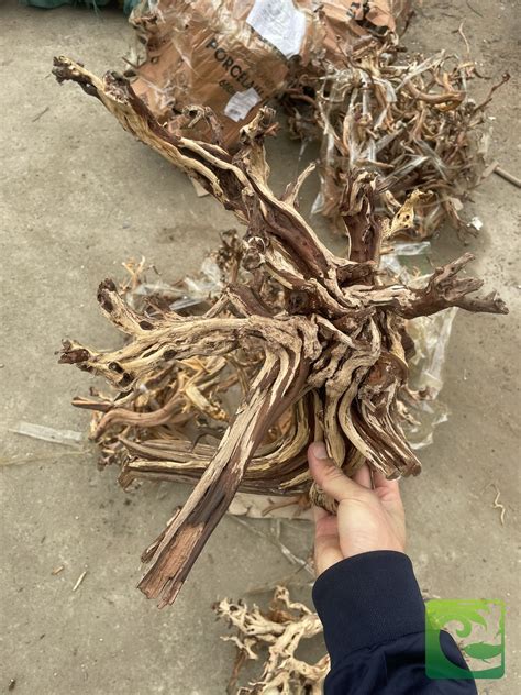 Lũa Kim Sa Tùng 1kg Bể Cá Thủy Sinh Mini