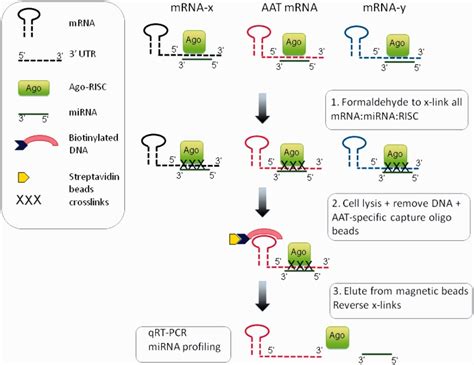 Strategy For Single Aat Mrnamirna Affinity Purification 1 Cells Download Scientific