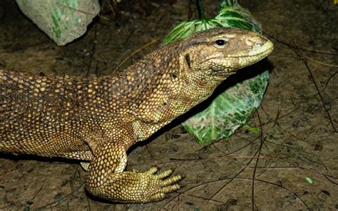 The Great Lizard Penis Fraud Atlas Obscura