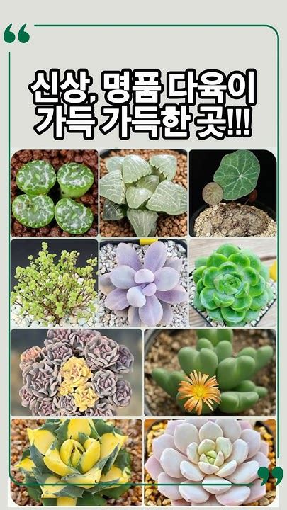 인기다육 신상다육 예쁜다육 다육이 다육식물 다육 다육이저렴한곳 희귀다육 아프리카식물 코덱스 다육초보맘 초보