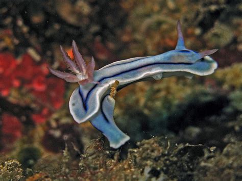 A Sea Slug Symphony The Ark In Space