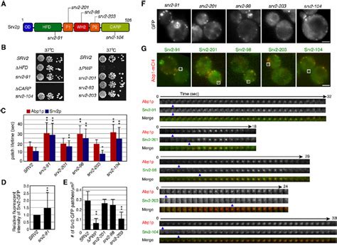 The Effects Of Point Mutations Of Srv2p On Actin Patch Formation And