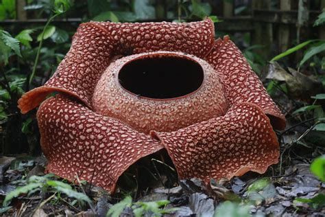Stinking Flower That Smells Like Rotting Flesh Natures Unusual Scent