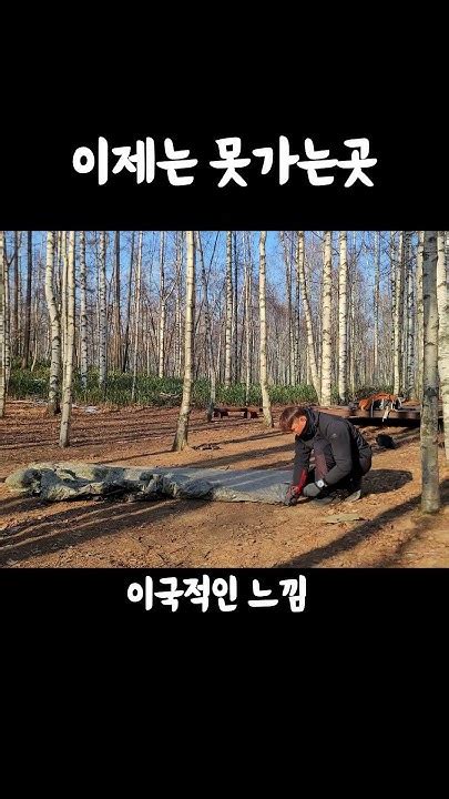 정선 자작나무숲 진짜 백패킹 안될까 Youtube