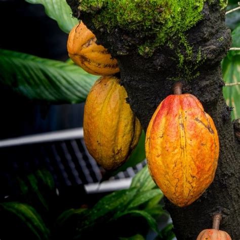 How Long Does It Take To Grow Cocoa Veggie Concept