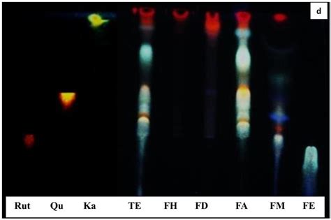 Thin Layer Chromatographic Profile Of Extracts And Fractions Of