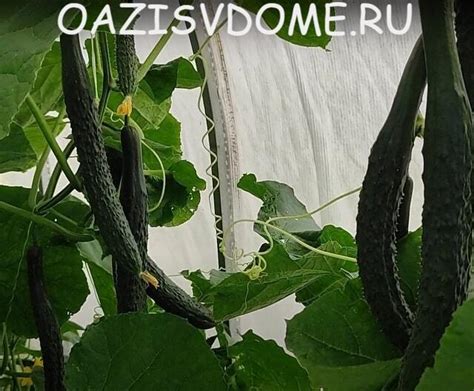 Огурцы: 20 лучших сортов для теплиц и открытого грунта Сибири с их ...