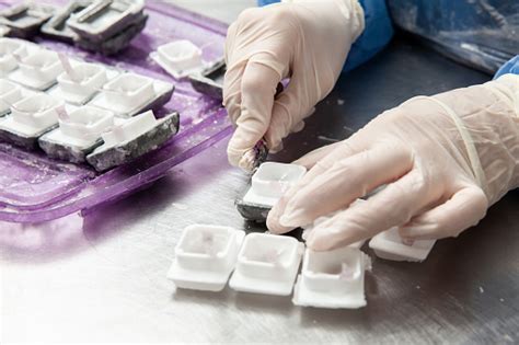 Scientist Preparing Paraffin Blocks Containing Biopsy Tissue For Sectioning Pathology Laboratory
