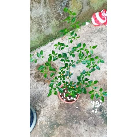 Mua Cây ớt Peru Aji Cha Ra Pi Ta Giống ớt Mắc Nhất Thế Giới Giá Rẻ Nhất Tecki Vn