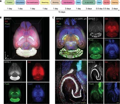 Science：trisco让全脑空间转录组测序与脑成像 完美”结合！ 知乎