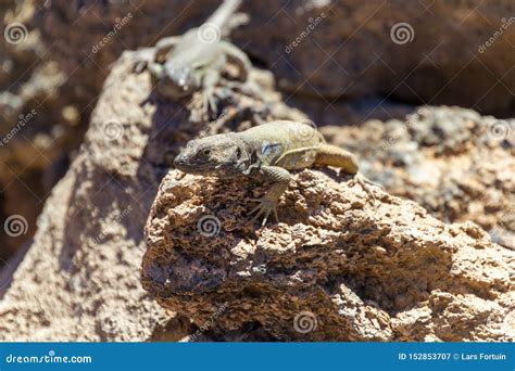 Tenerife Lizards On The Mount Teide Stock Image Image Of Tropical