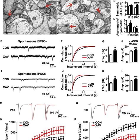 Overproduction Of Layer 23 Excitatory Neurons Increases Synaptic