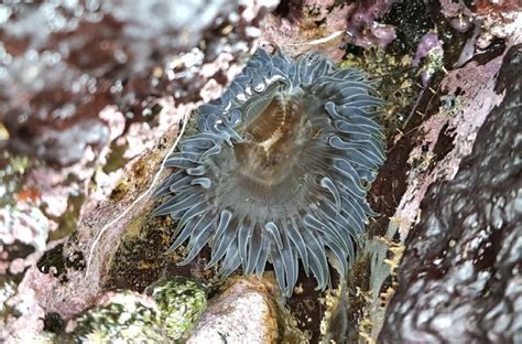 검정꽃해변말미잘