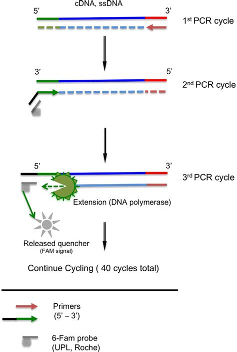 overview of the ddpcr tail strategy using upls ® a 5′probe tailed