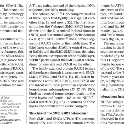 Interactions Among Stag1 Rad21 Nipbl C And The Smc1 Smc3 Hinge