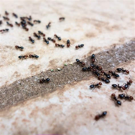 Carpenter Ant Identification Habits More Fantastic Pest Control AU