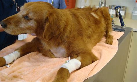 Guide To Performing Thoracocentesis Clinicians Brief