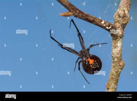 Southern Black Widow Southern Black Widow Insects Ixxliq