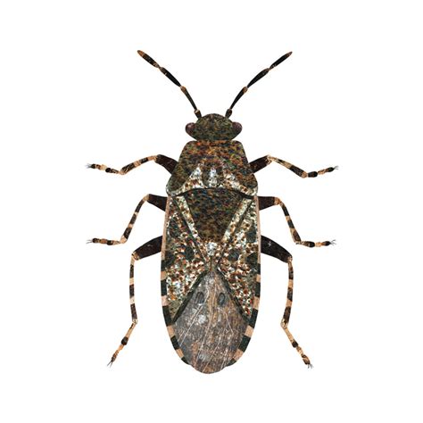 Bugs Buzz And Scuttle