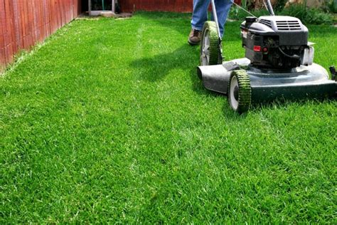 How Long After Planting Grass Seed Can You Walk On It Plantisima