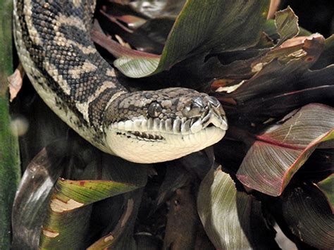 Coastal Carpet Python Wildlife Mountain Australia Coastal Carpet Python Wildlife Mountain Australia