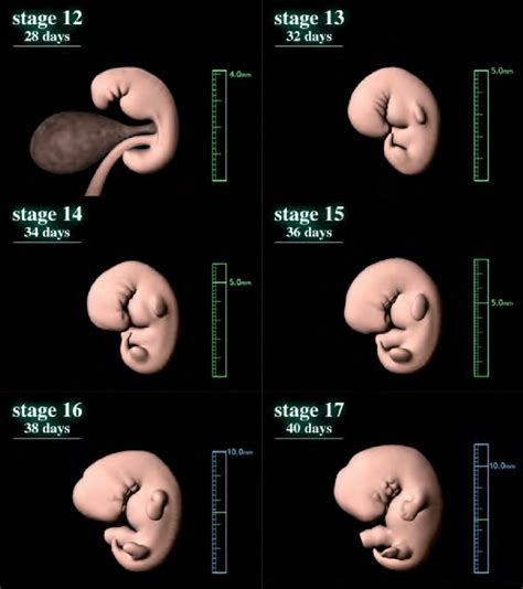 Embryology Evolution