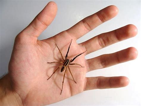 Wolf Spider Size Comparison