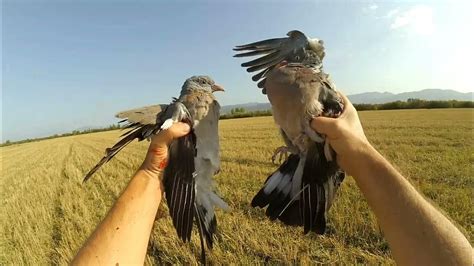 ქედანზე ნადირობა 05 09 2024 Youtube