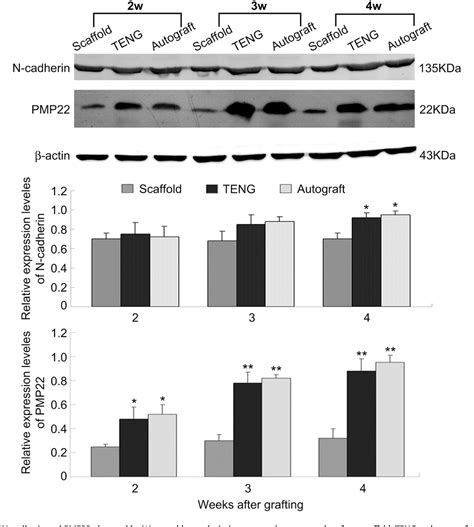 Figure 3 From Bridging Peripheral Nerve Defects With A Tissue Engineered Nerve Graft Composed Of